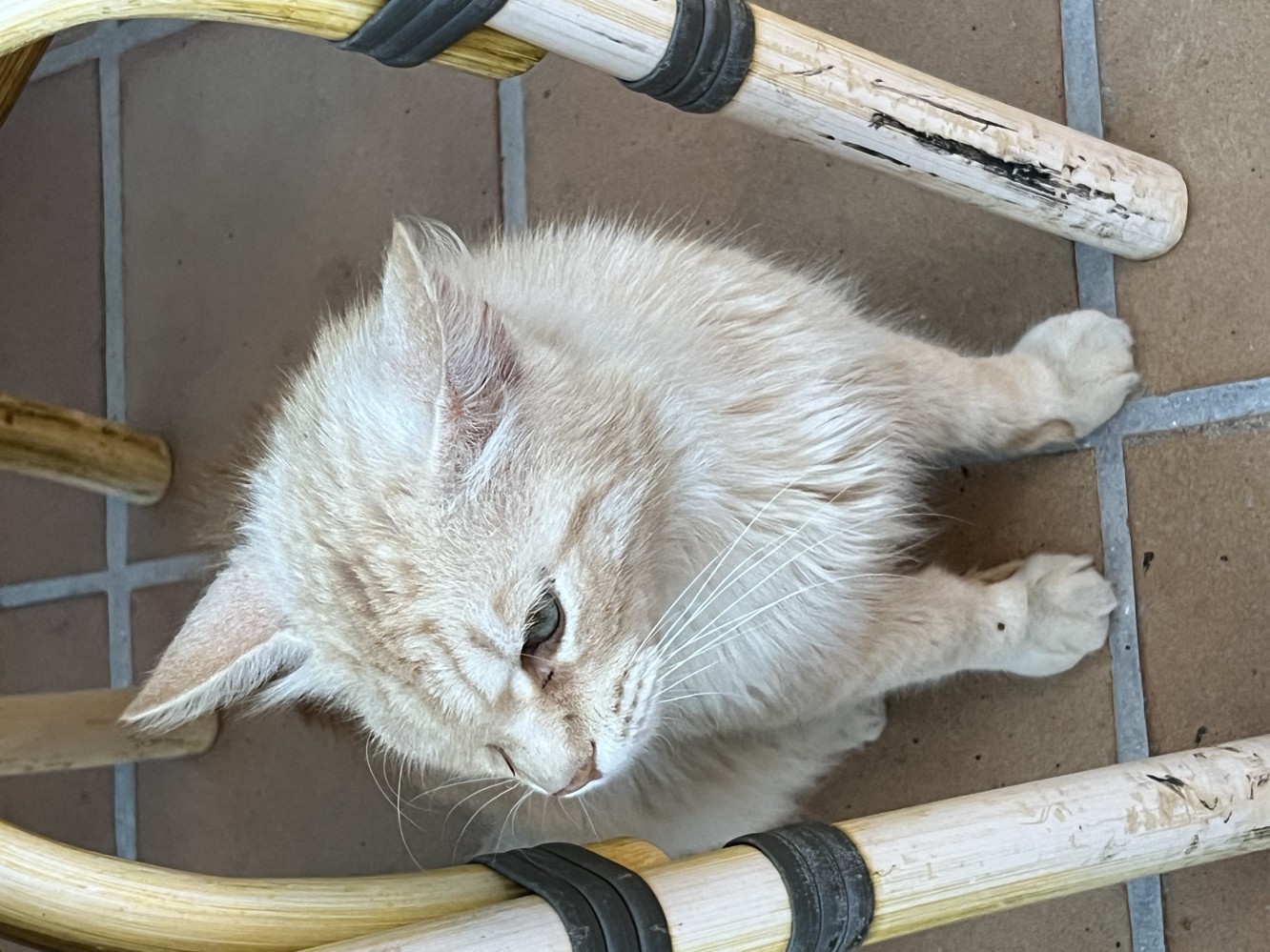 Dent, 25 yo | eyes, hair | ID2108197